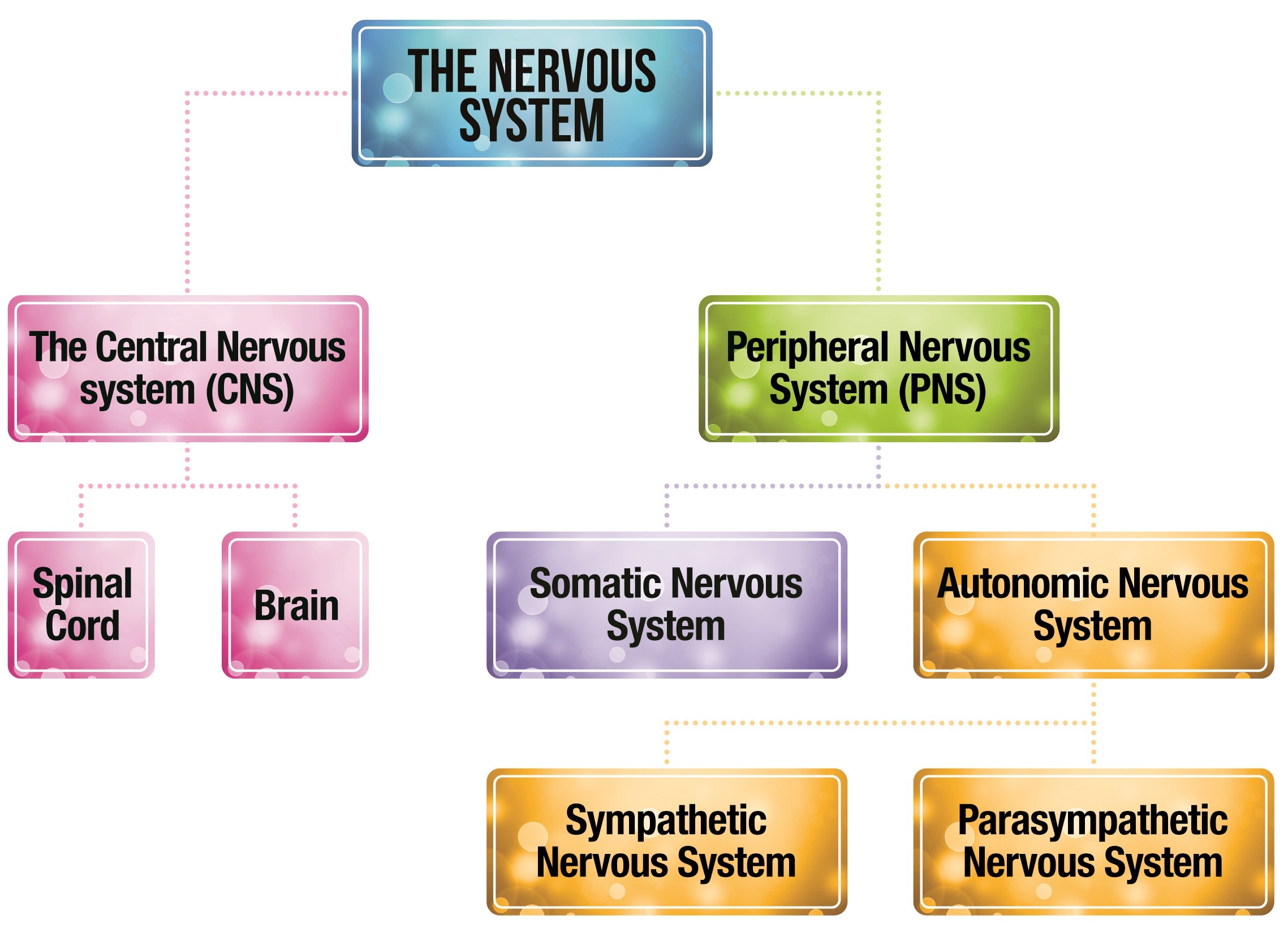 Peripheral Nervous System Chart Peripheral Nervous System | CK 12